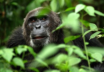 Ny BBC-film om jordens frodige liv | Familie Journal